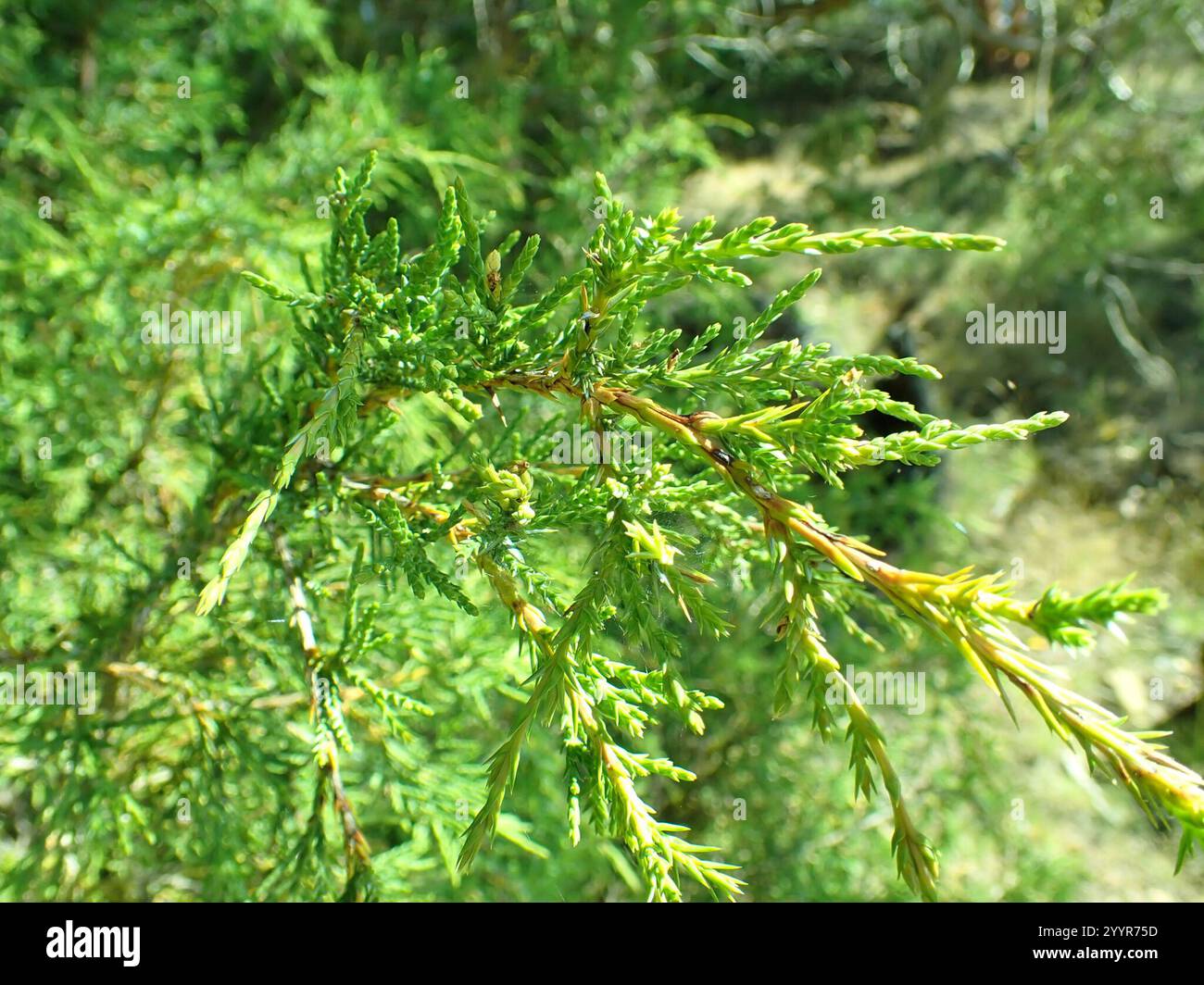 Seaside Juniper (Juniperus maritima Stock Photo - Alamy