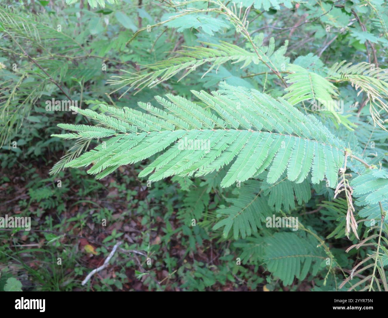 Acacias, Mimosas, mesquites, and allies (Mimosoideae Stock Photo - Alamy