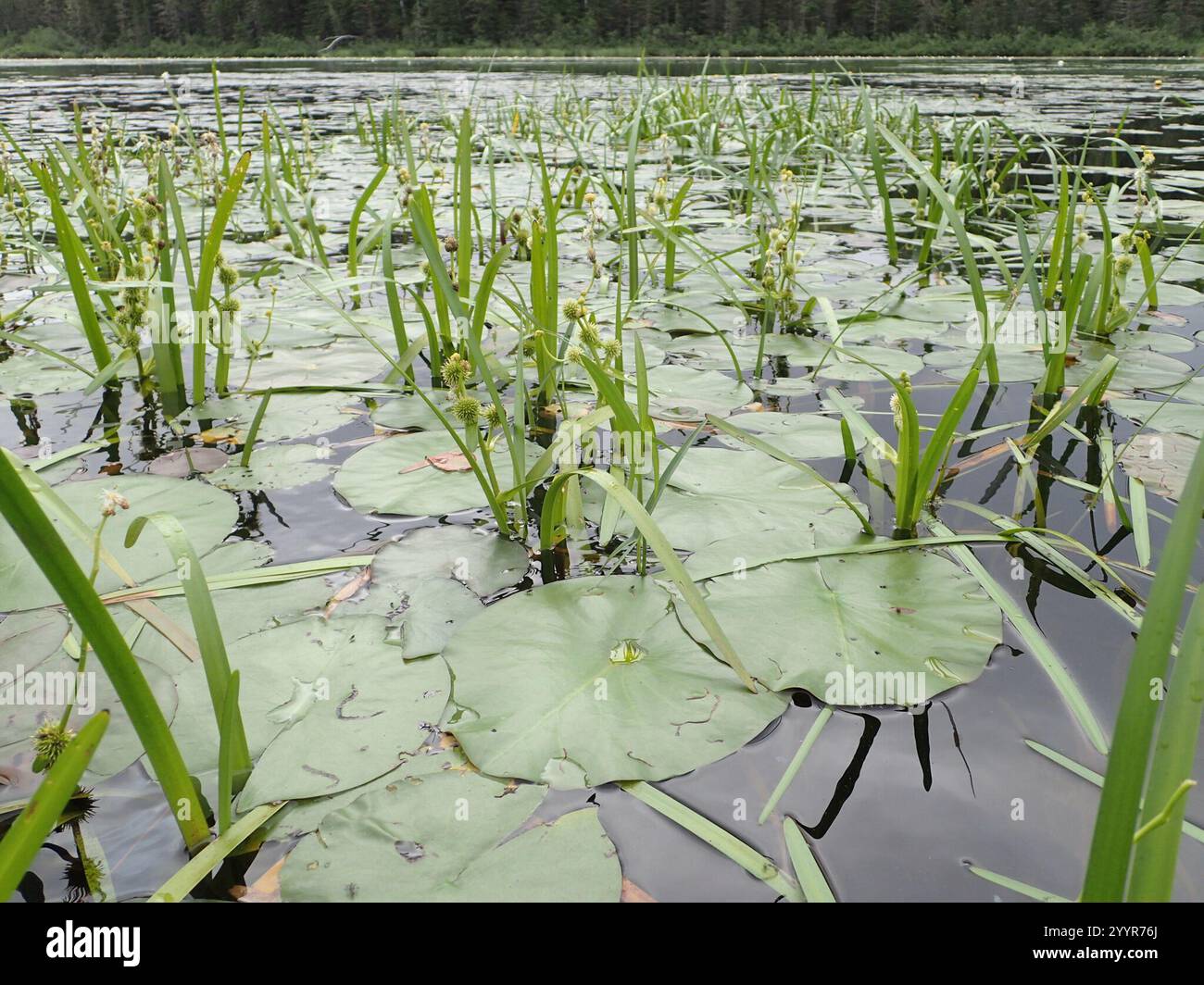 American bur reed hi-res stock photography and images - Alamy