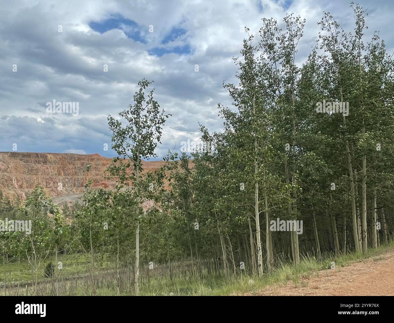 quaking aspen (Populus tremuloides Stock Photo - Alamy