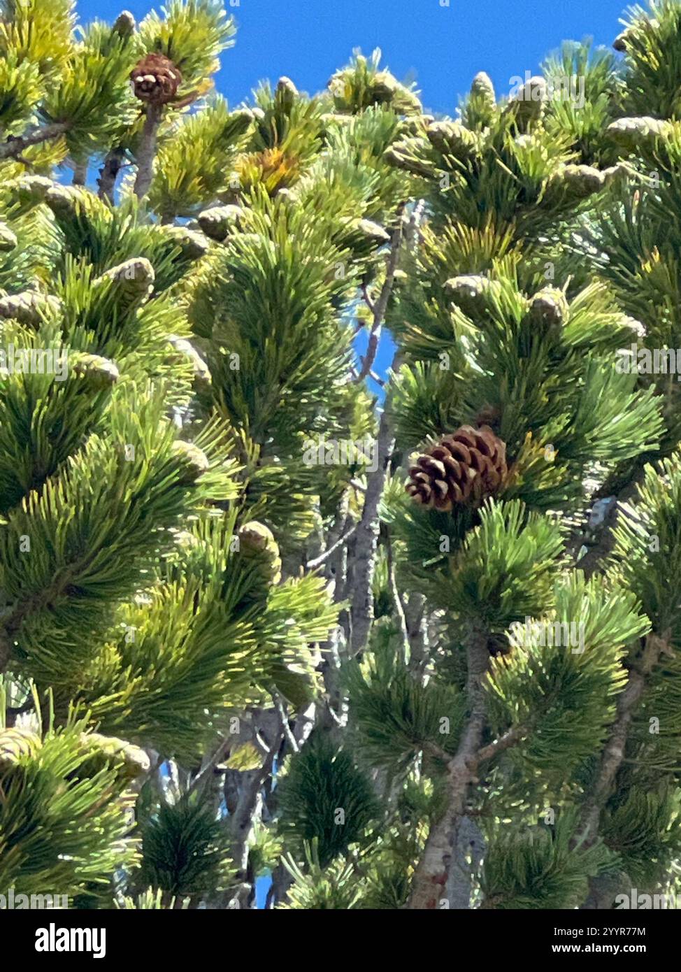 limber pine (Pinus flexilis Stock Photo - Alamy