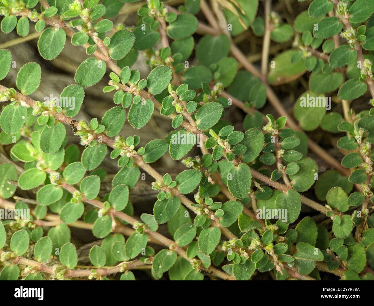 prostrate sandmat (Euphorbia prostrata Stock Photo - Alamy