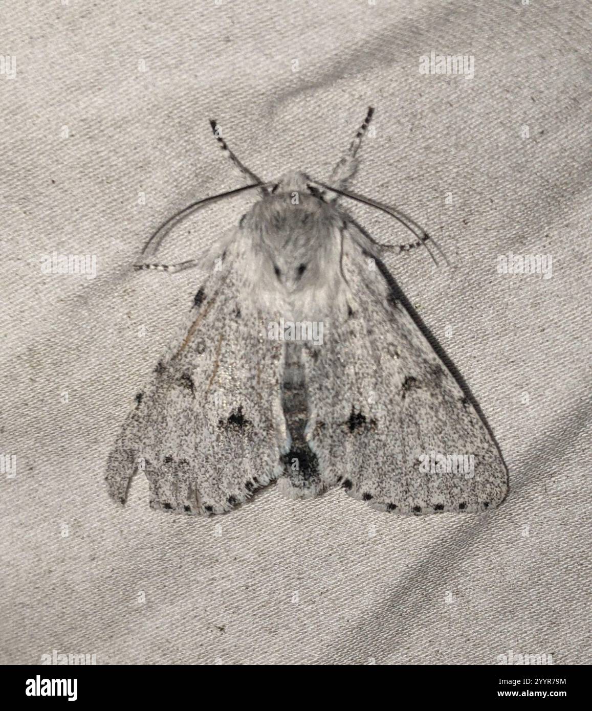 Dagger Moths (Acronicta Stock Photo - Alamy