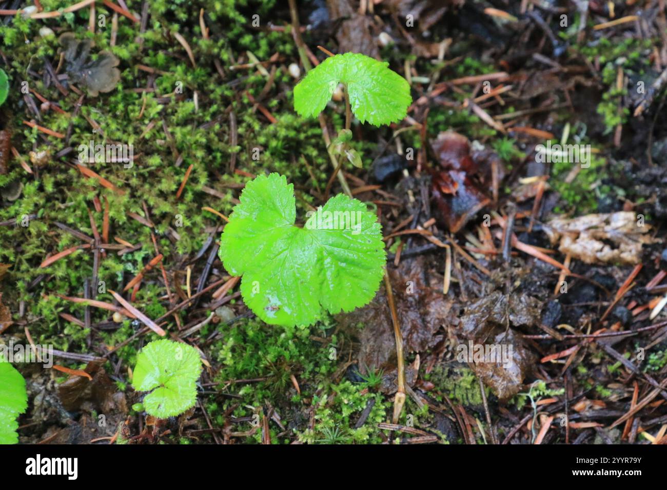 Roughfruit Raspberry (Rubus lasiococcus Stock Photo - Alamy