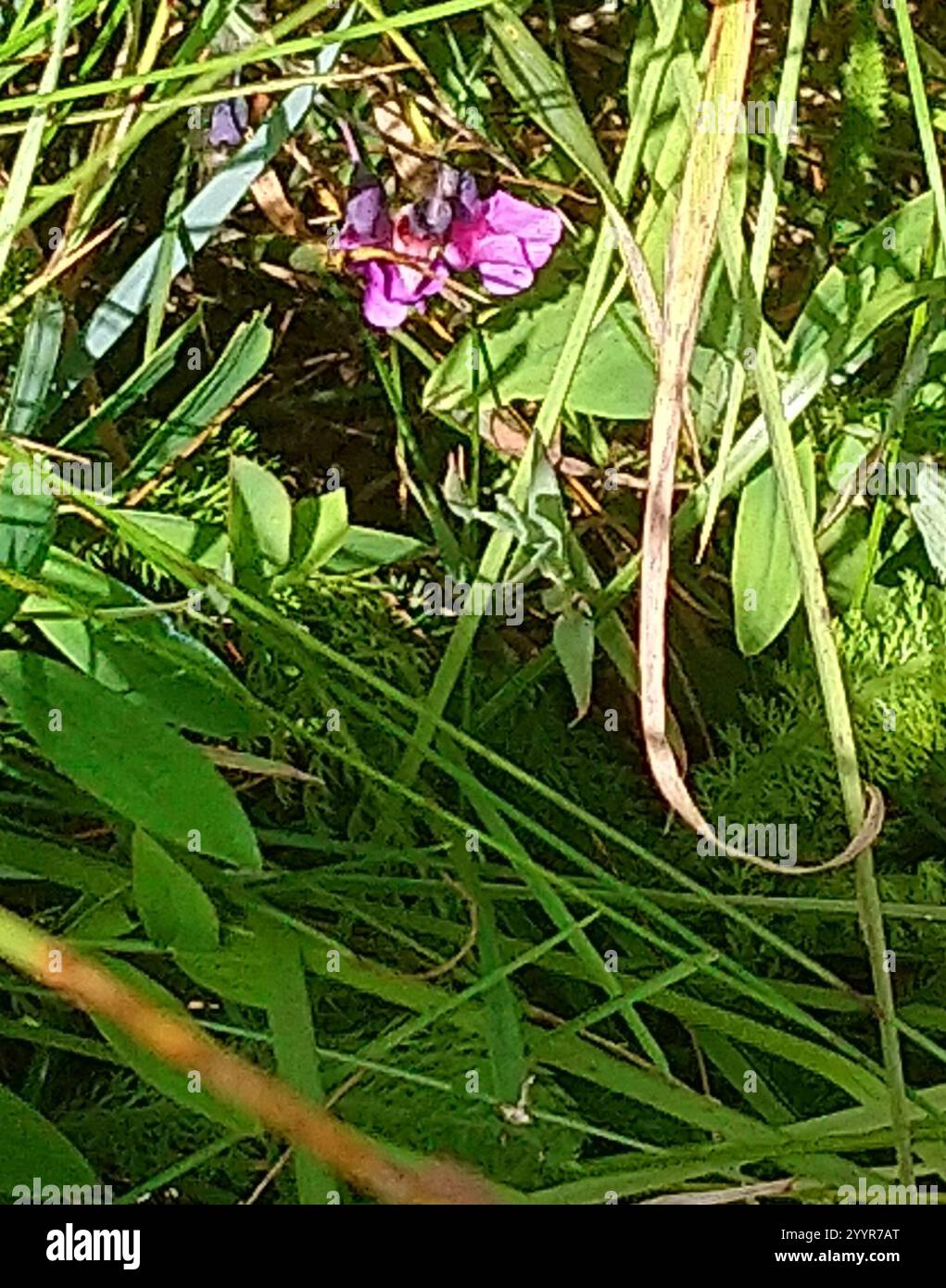 Bitter vetch lathyrus linifolius hi-res stock photography and images ...