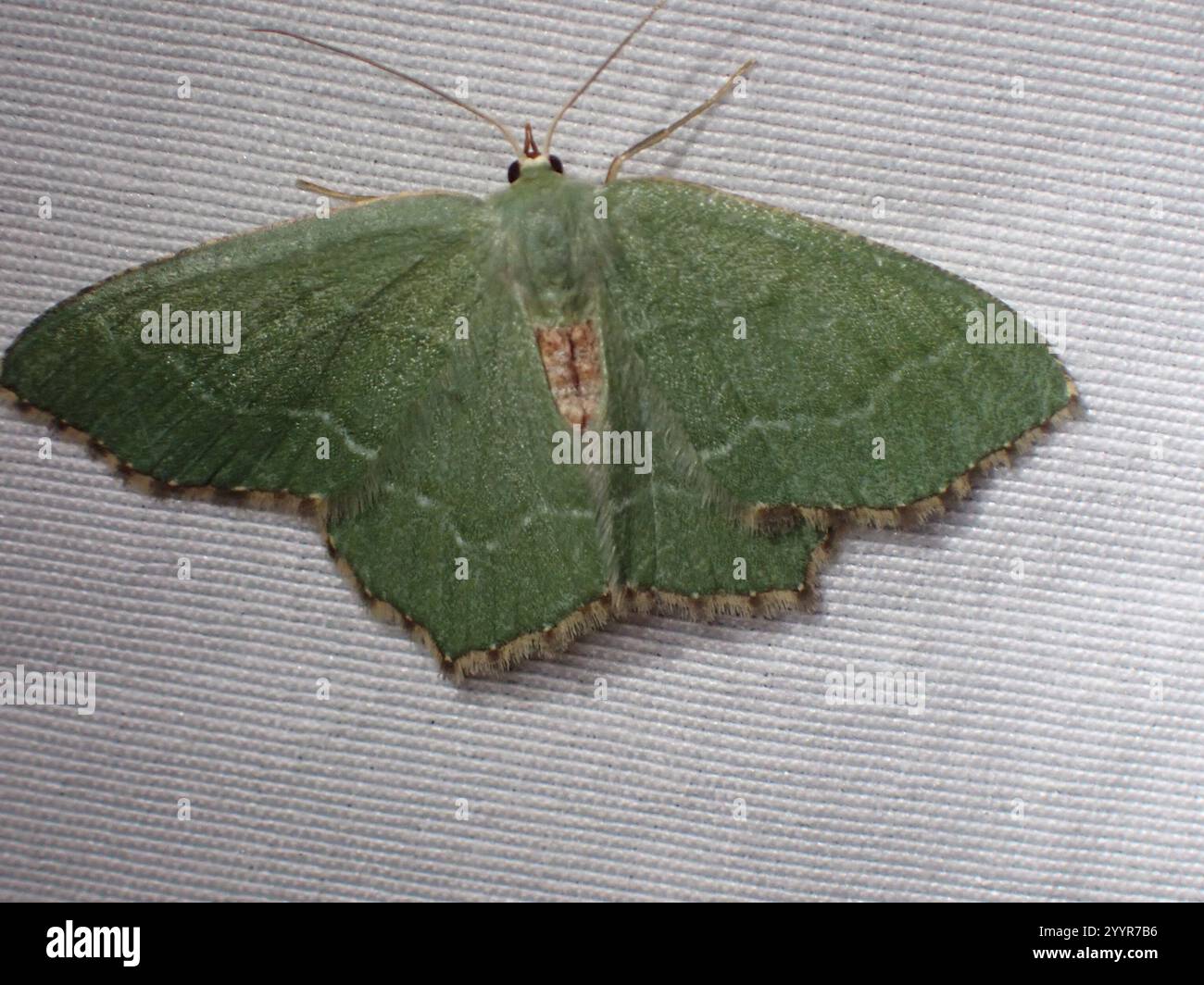 Common Emerald (Hemithea aestivaria Stock Photo - Alamy
