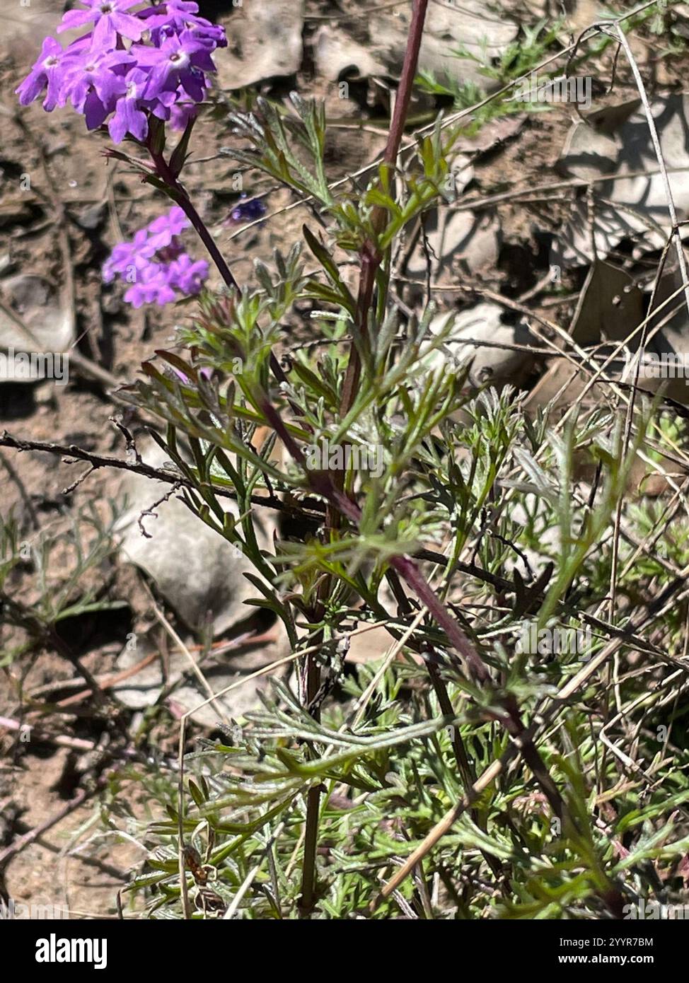South American mock vervain (Glandularia aristigera Stock Photo - Alamy