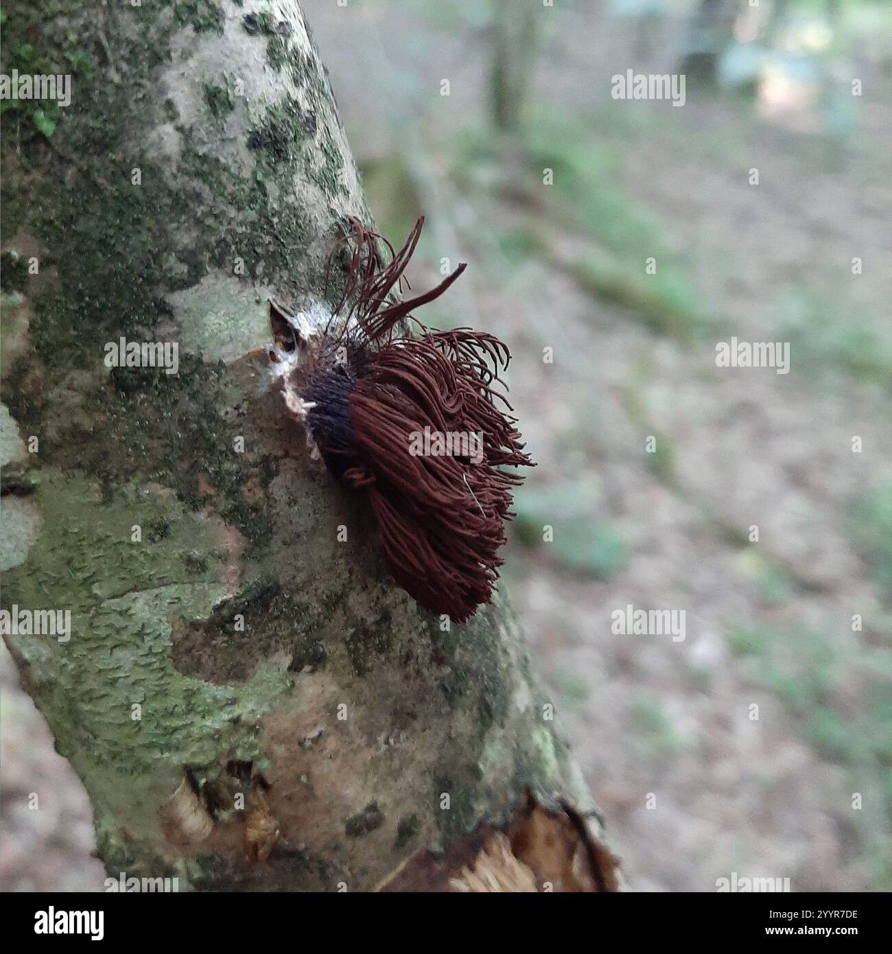chocolate tube slime (Stemonitis splendens Stock Photo - Alamy