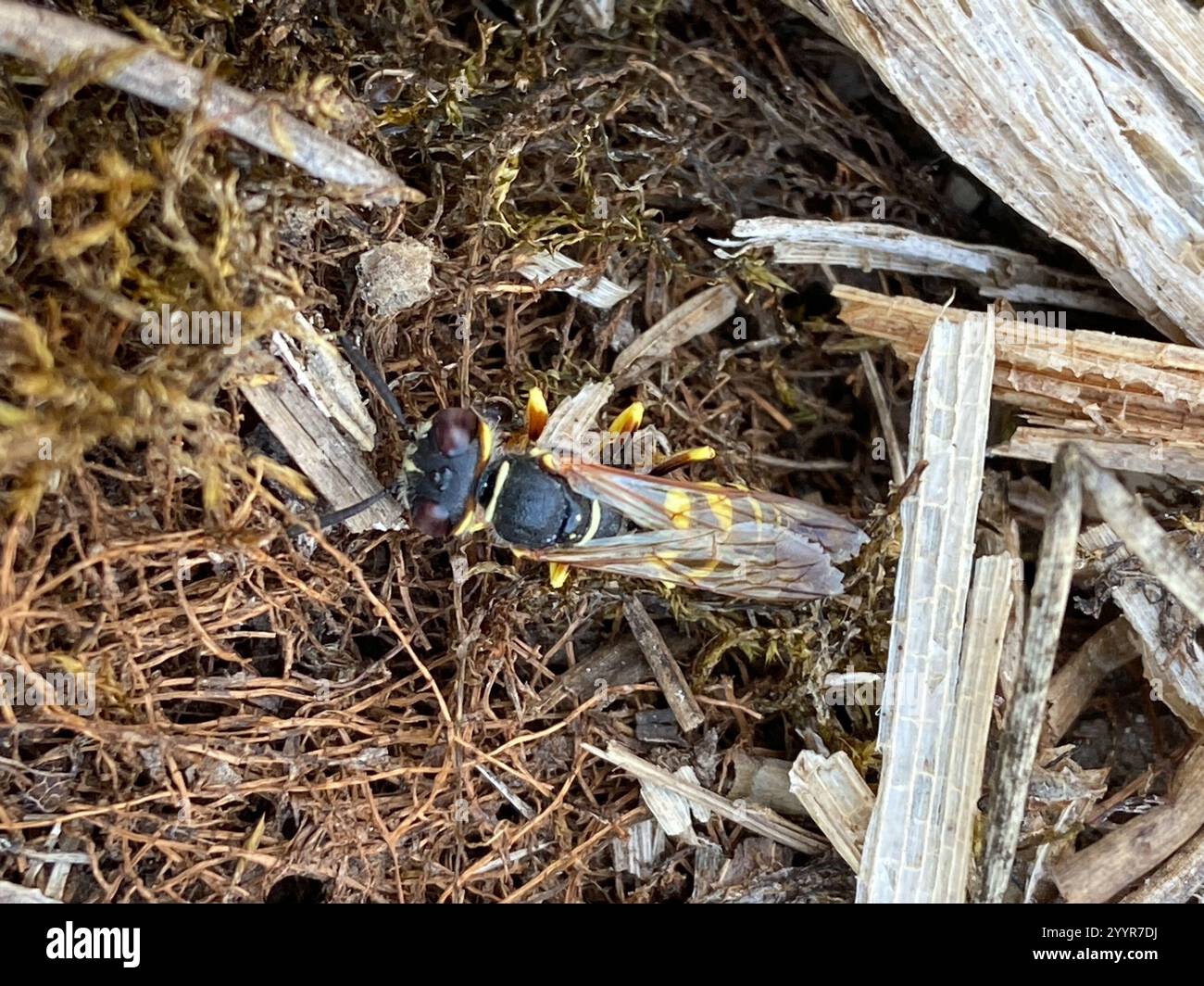 European beewolf (Philanthus triangulum Stock Photo - Alamy