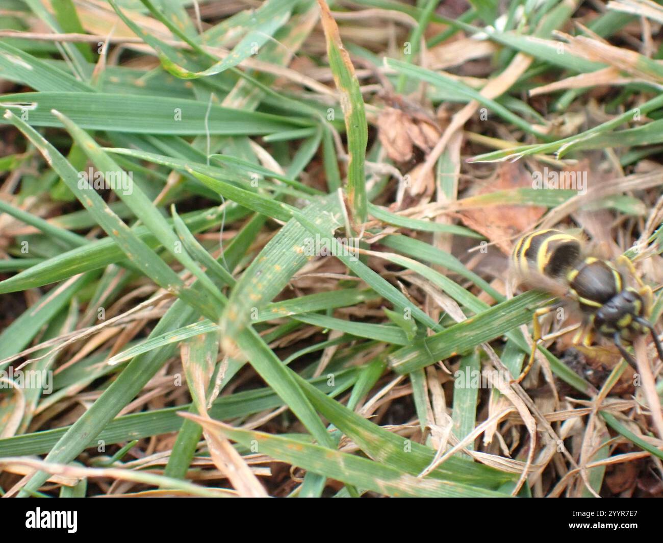 Alaska Yellowjacket (Vespula alascensis Stock Photo - Alamy