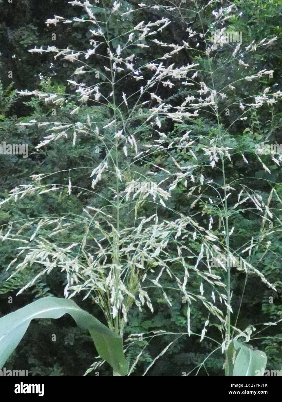 Johnson grass (Sorghum halepense Stock Photo - Alamy