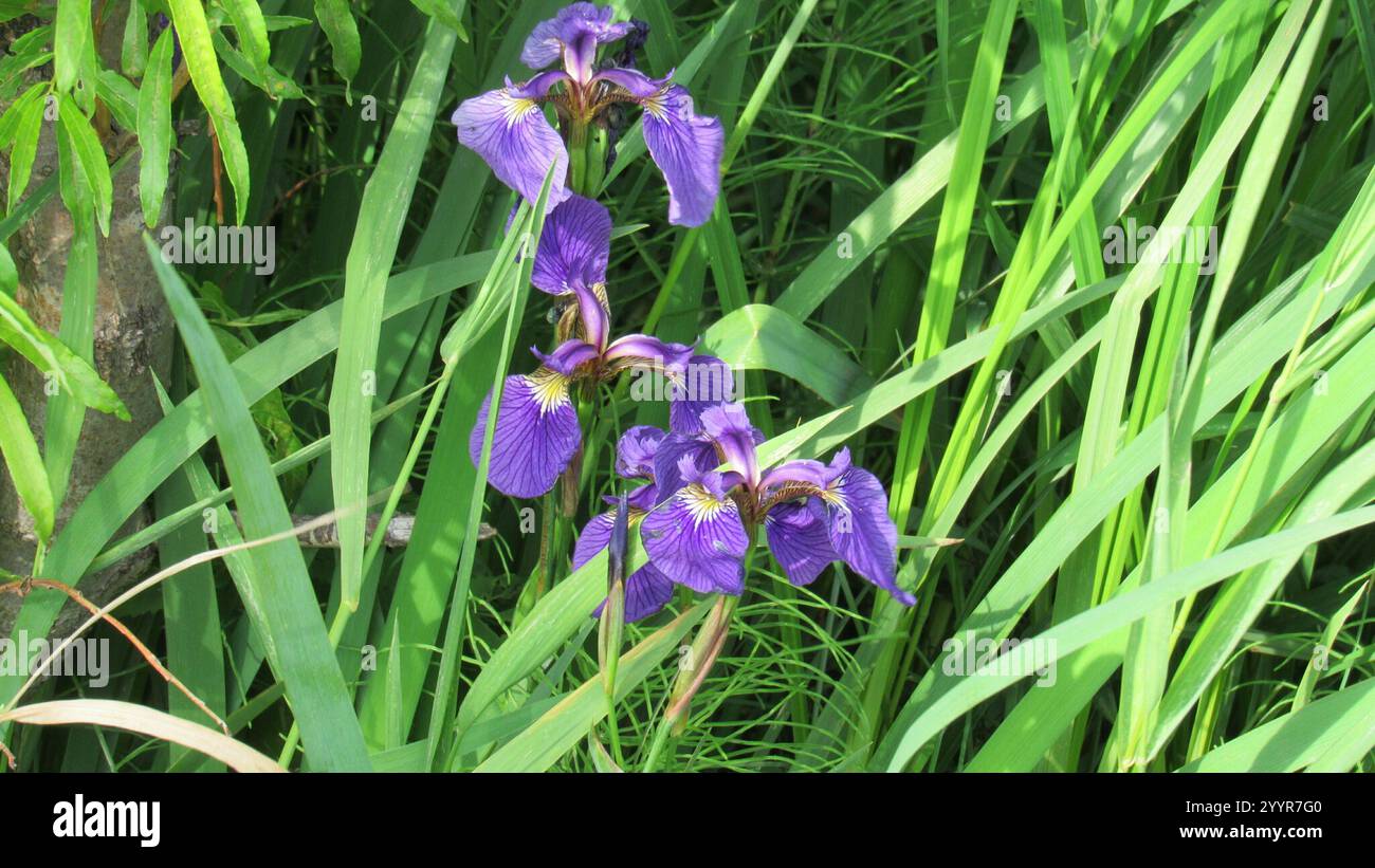 Beach-head Iris (Iris setosa Stock Photo - Alamy