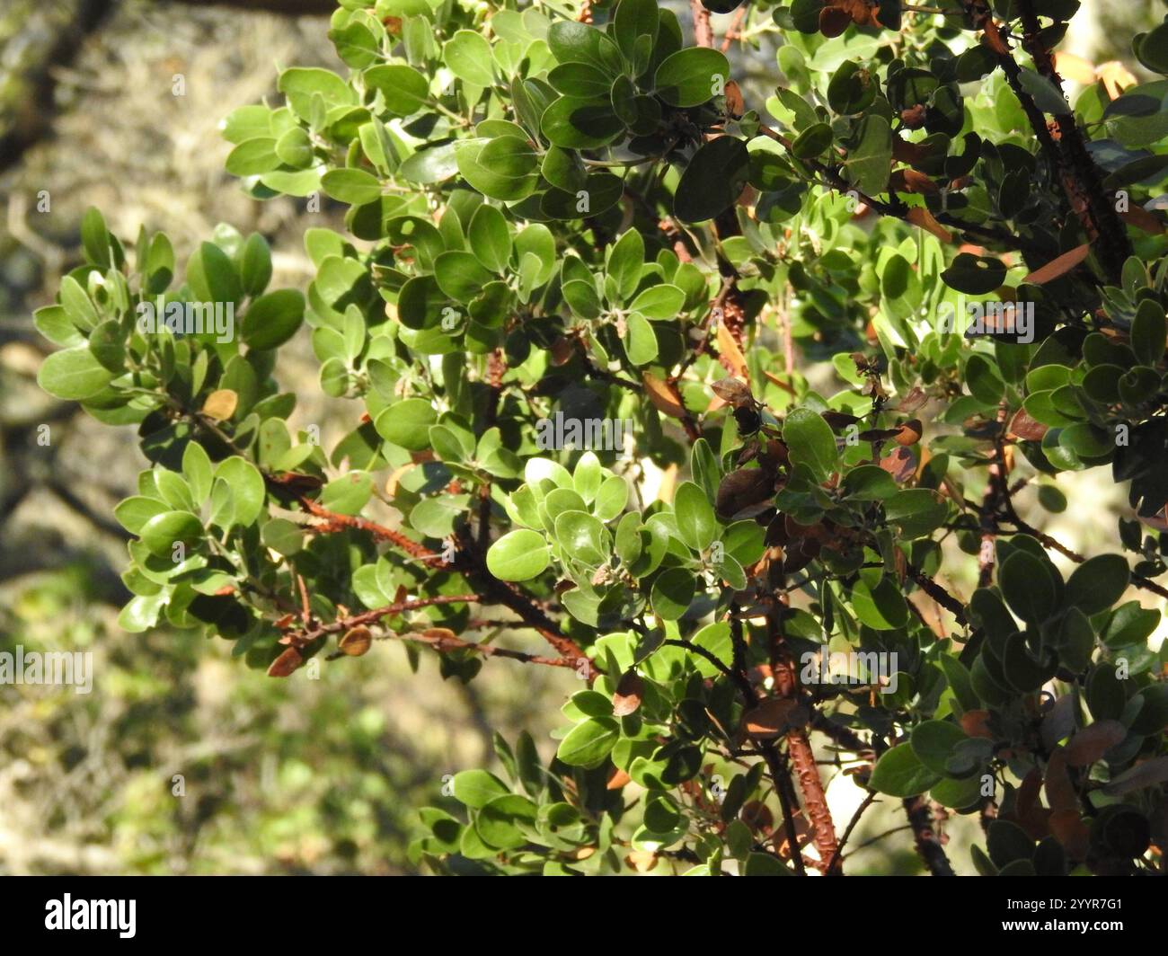 Common Manzanita (Arctostaphylos manzanita Stock Photo - Alamy