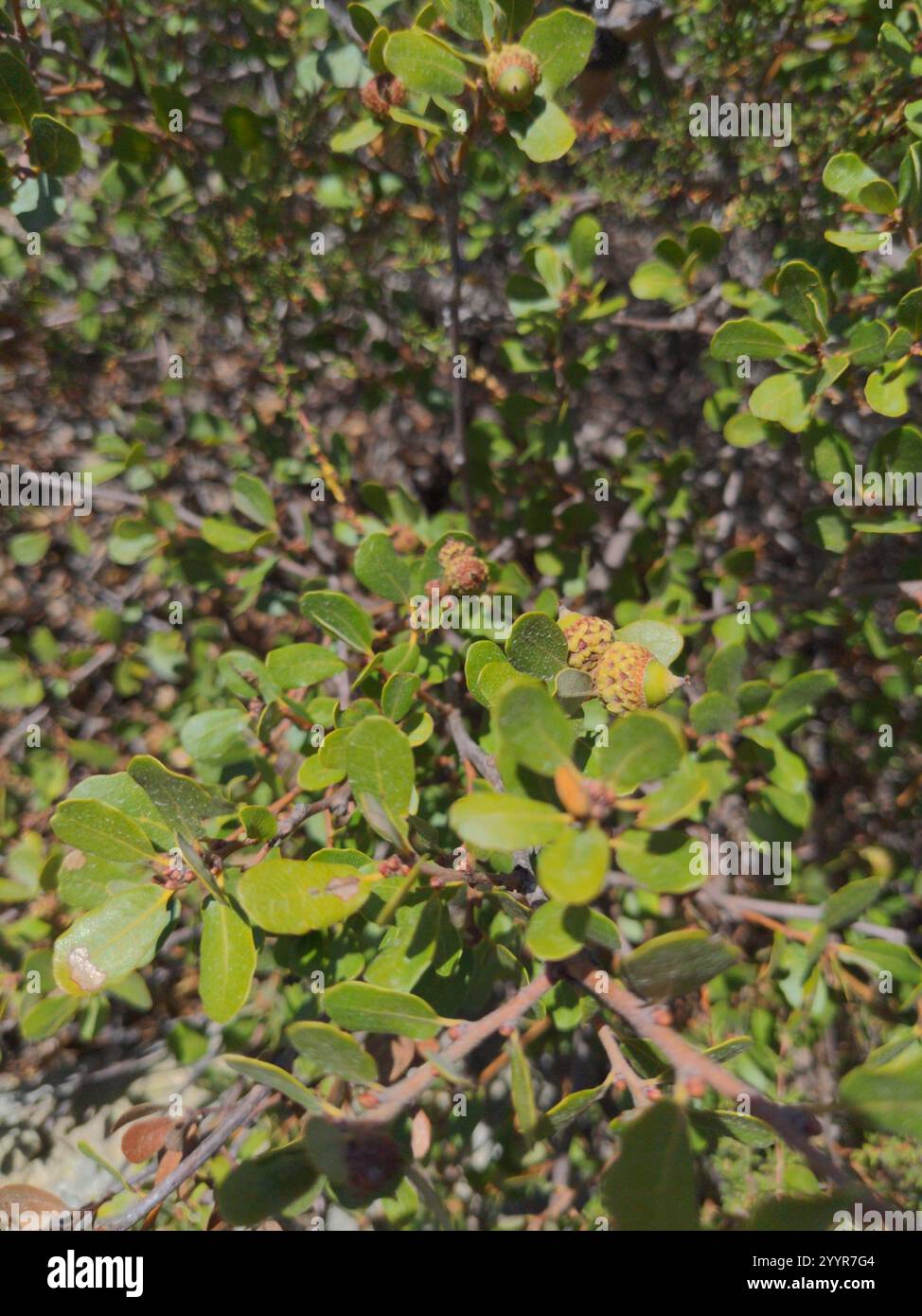 island scrub oak (Quercus pacifica Stock Photo - Alamy