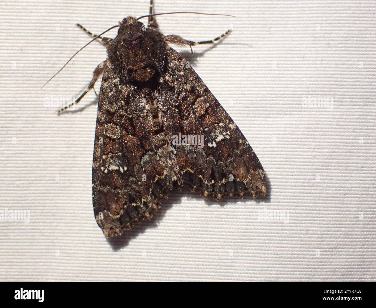 Yellow-headed Cutworm Moth (Apamea amputatrix Stock Photo - Alamy