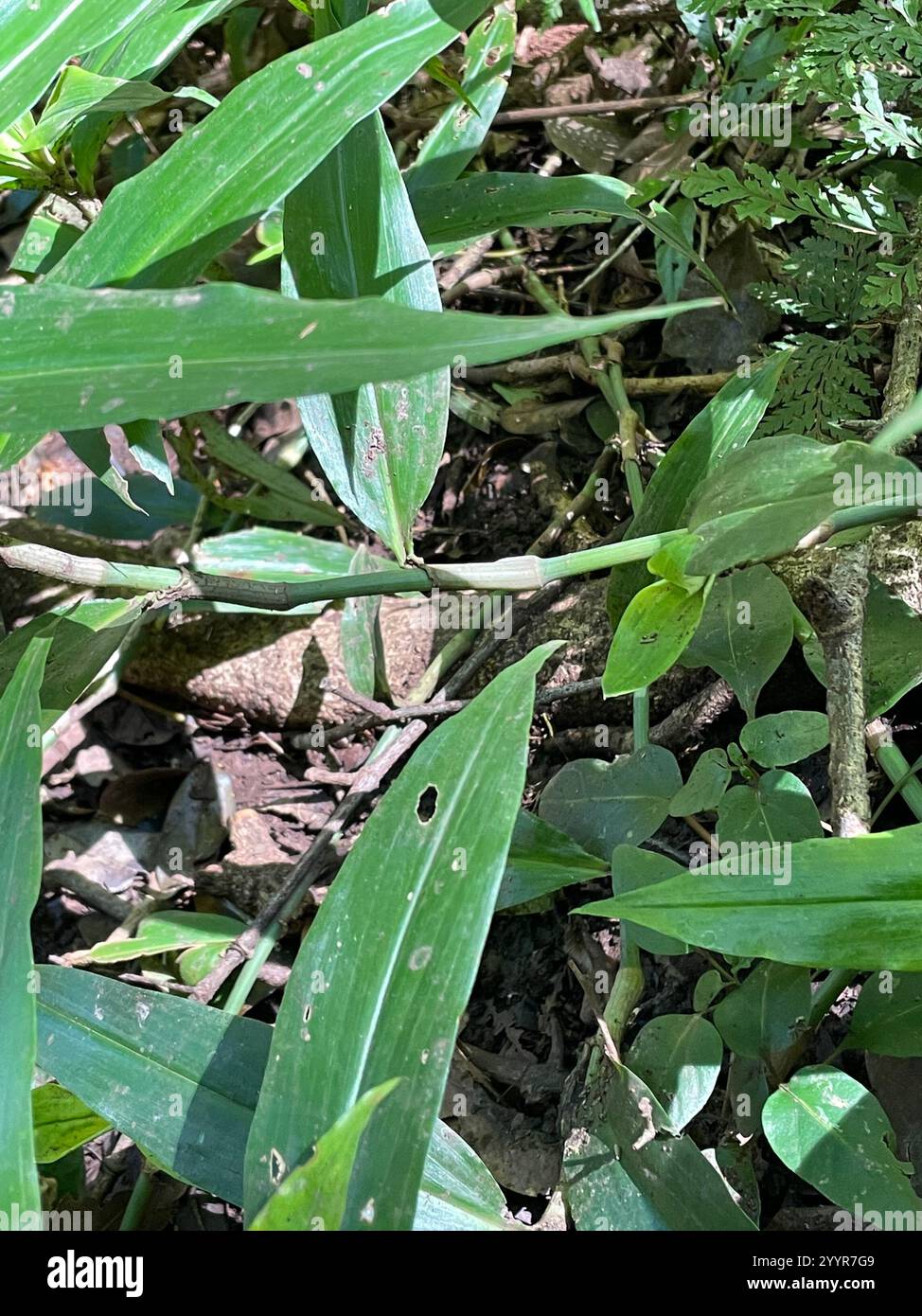 Pollia hi-res stock photography and images - Alamy