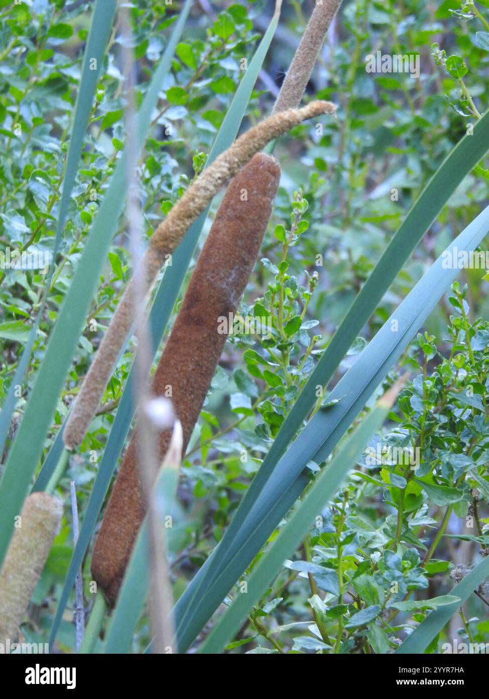 narrow-leaved cattail (Typha angustifolia Stock Photo - Alamy
