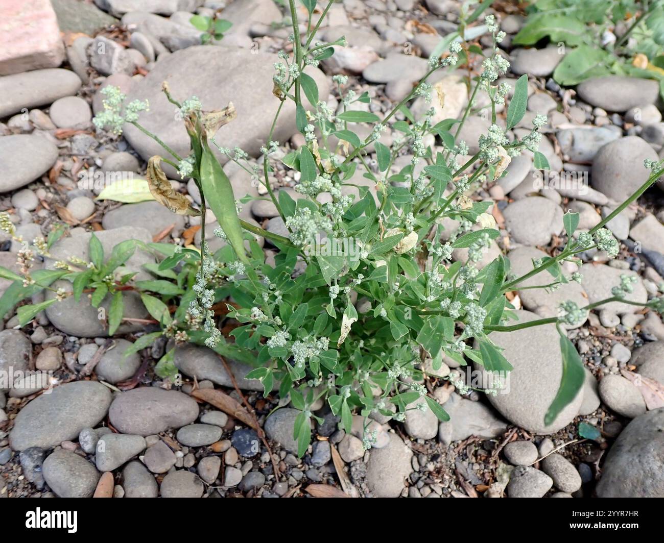 Common Lambsquarters (Chenopodium album Stock Photo - Alamy
