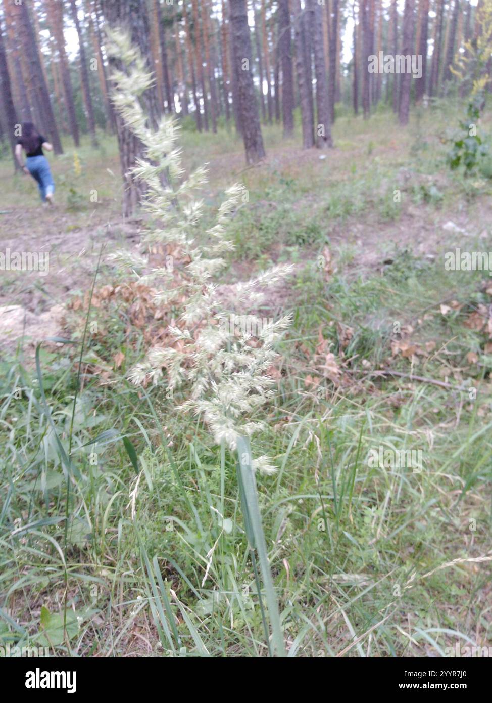Bushgrass (Calamagrostis epigejos Stock Photo - Alamy