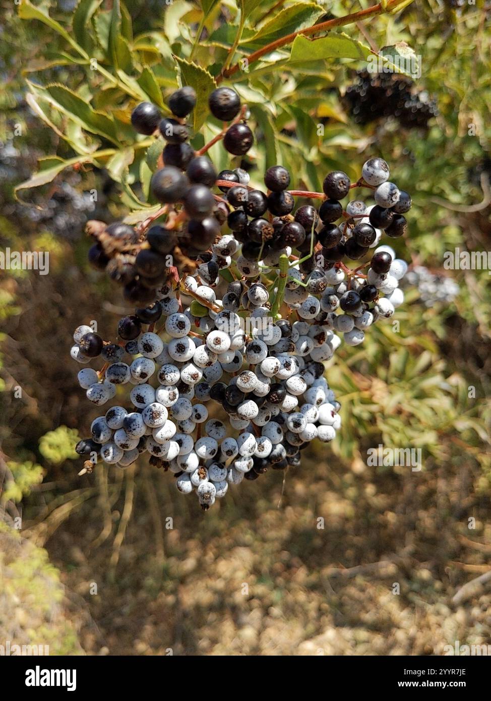 blue elder (Sambucus cerulea Stock Photo - Alamy
