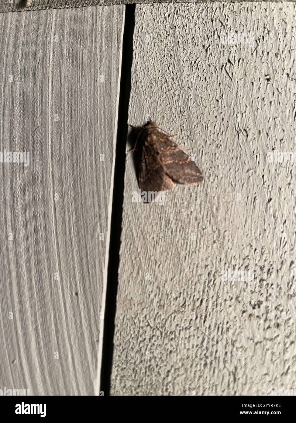 Angulose Prominent (Peridea angulosa Stock Photo - Alamy