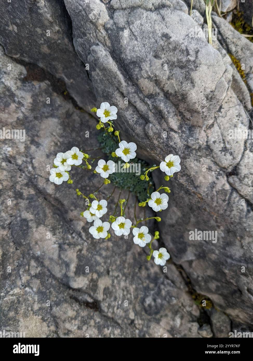 Saxifraga caesia hi-res stock photography and images - Alamy