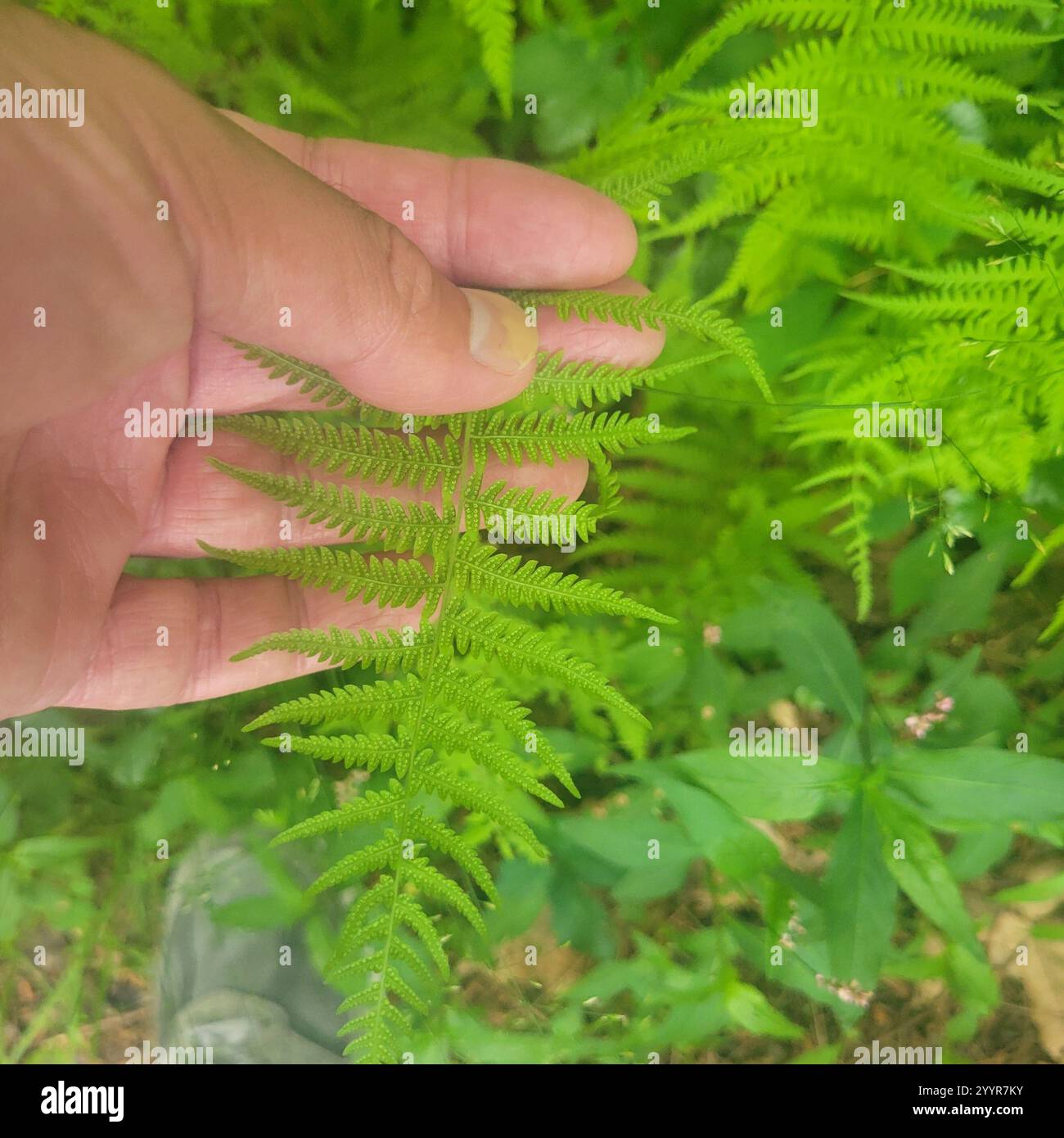 marsh fern (Thelypteris palustris Stock Photo - Alamy