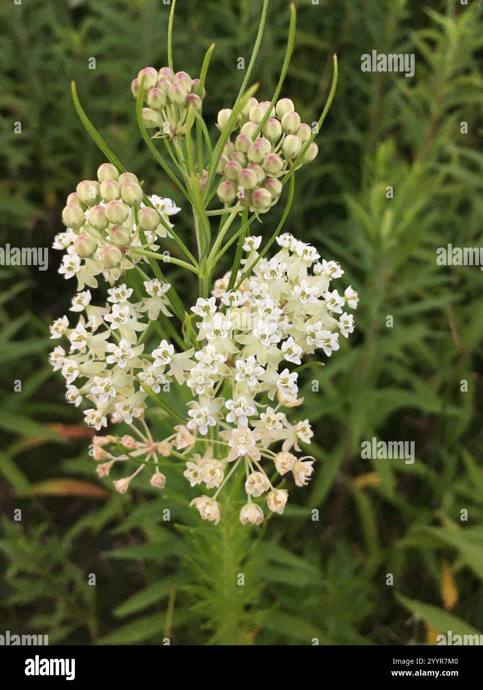whorled milkweed (Asclepias verticillata Stock Photo - Alamy