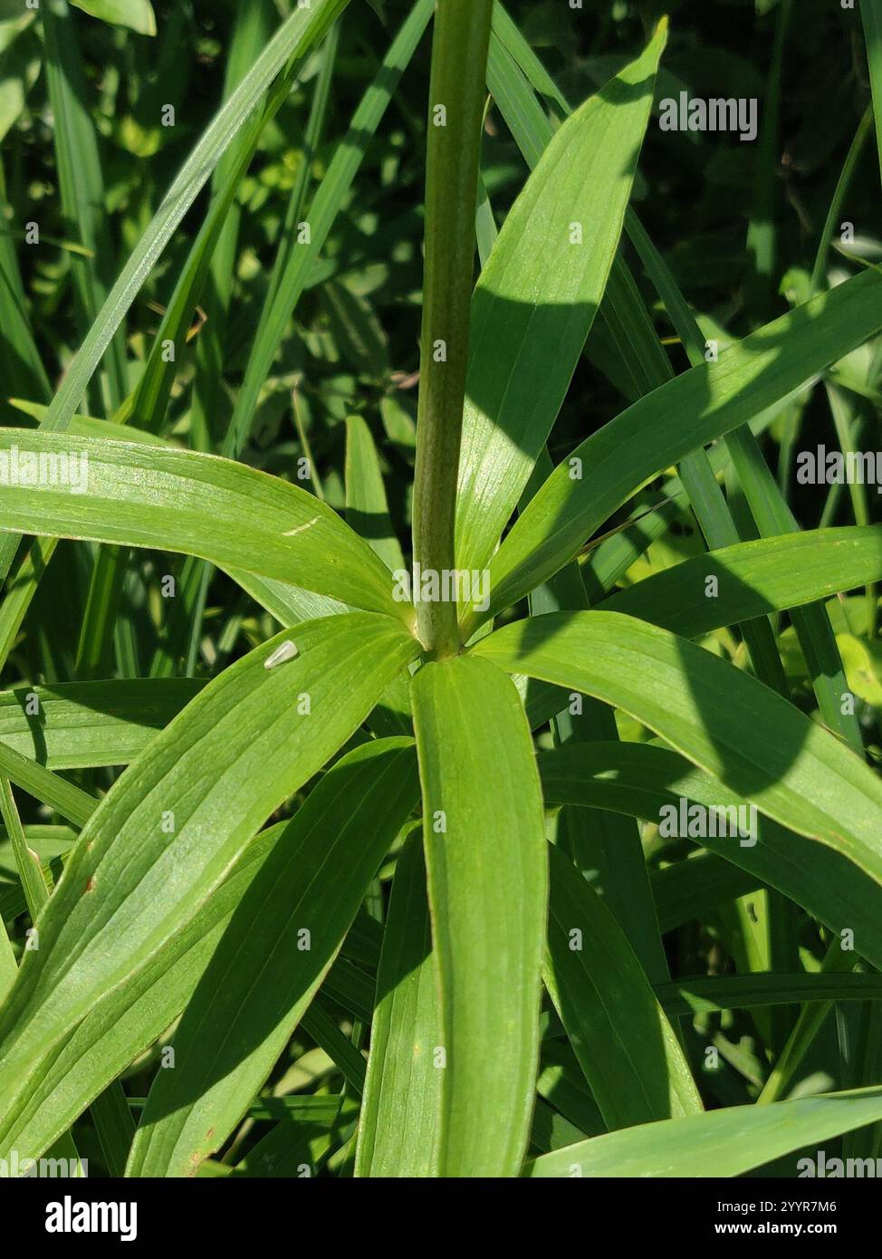 Michigan lily (Lilium michiganense Stock Photo - Alamy