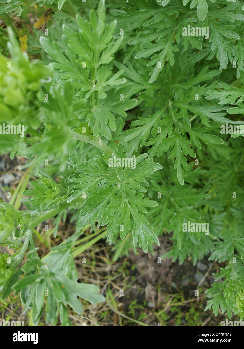 absinthe wormwood (Artemisia absinthium Stock Photo - Alamy