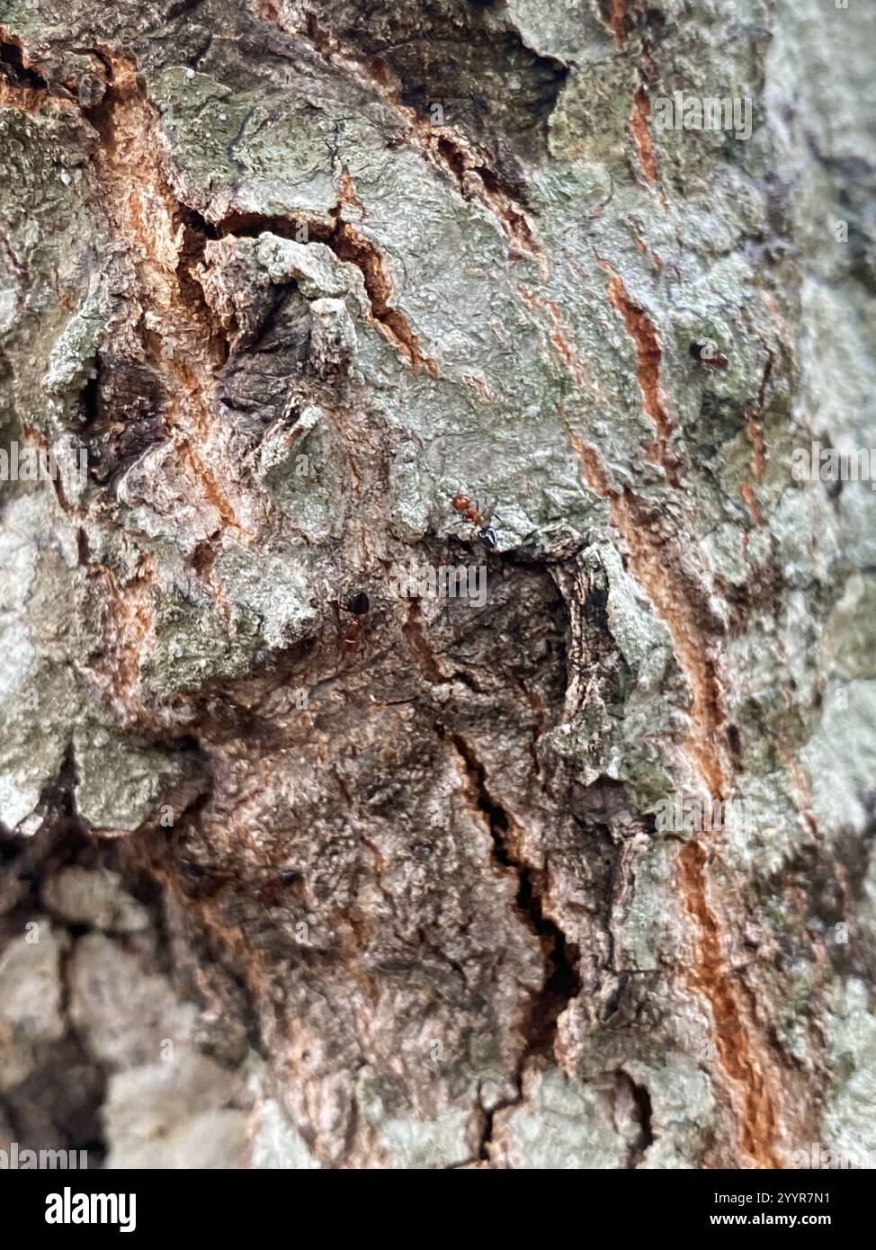 Shiny Acrobat Ant (Crematogaster laeviuscula Stock Photo - Alamy