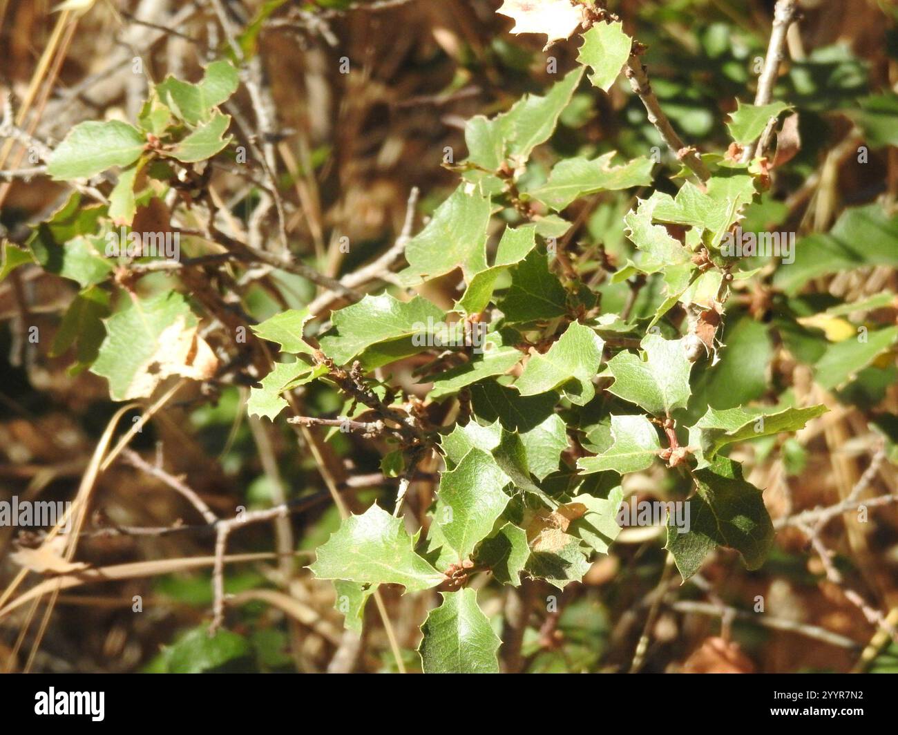 California scrub oak (Quercus berberidifolia Stock Photo - Alamy