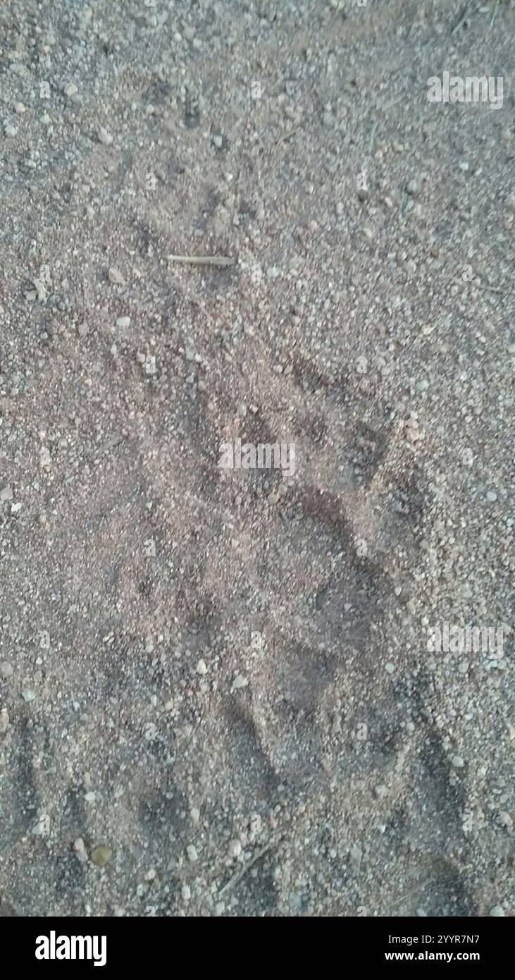 Cape Ratel (Mellivora capensis capensis Stock Photo - Alamy