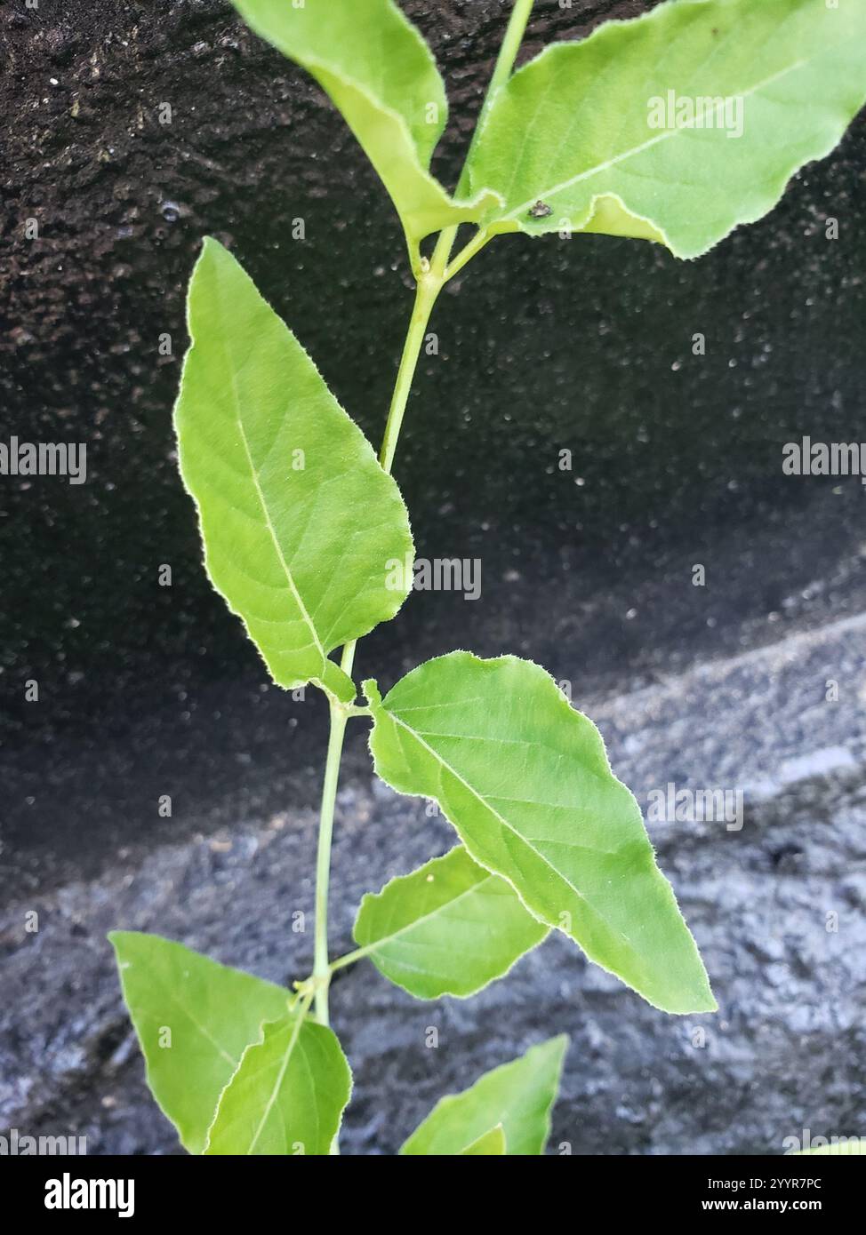 Wild Four o'Clock (Mirabilis nyctaginea Stock Photo - Alamy