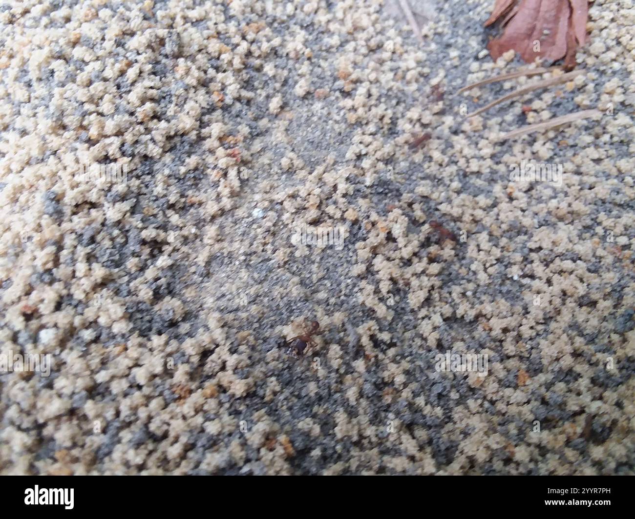 Northern Fungus-farming Ant (Trachymyrmex septentrionalis Stock Photo ...