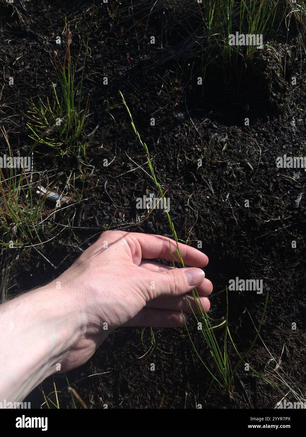 marsh arrowgrass (Triglochin palustris Stock Photo - Alamy