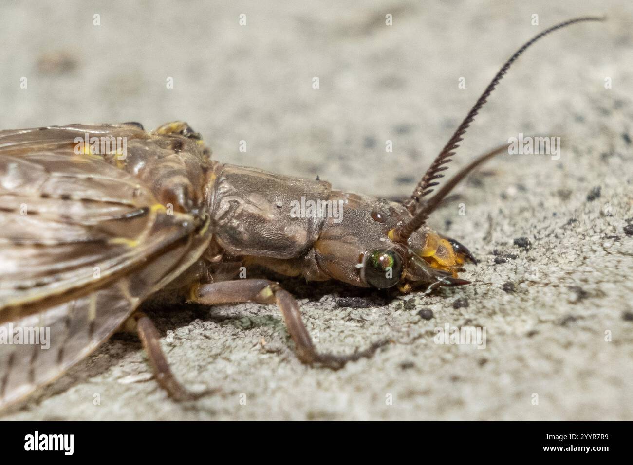 Summer fishfly hi-res stock photography and images - Alamy