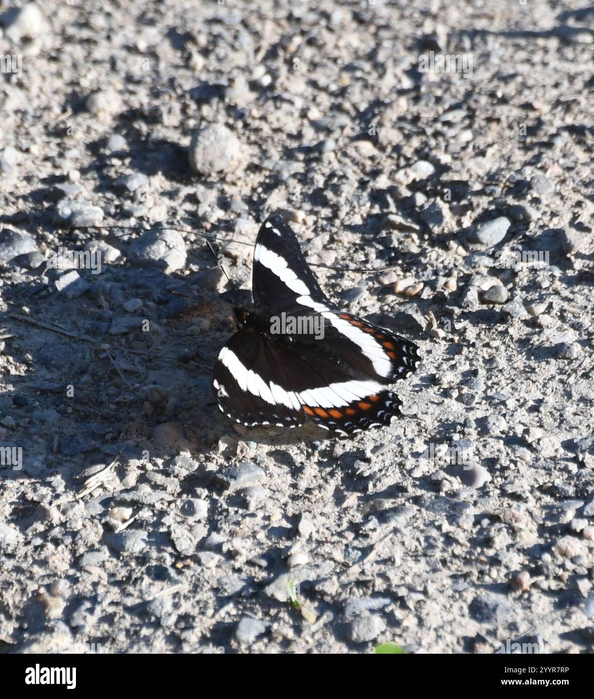 Western White Admiral (Limenitis arthemis rubrofasciata Stock Photo - Alamy