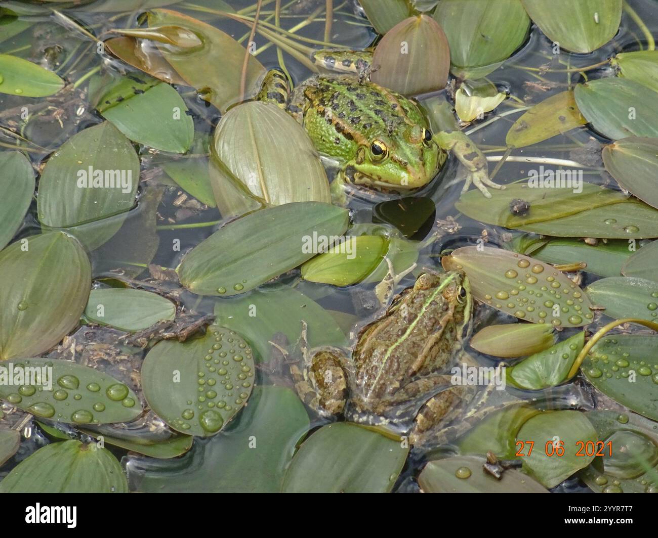 Iberian Green Frog (Pelophylax perezi Stock Photo - Alamy