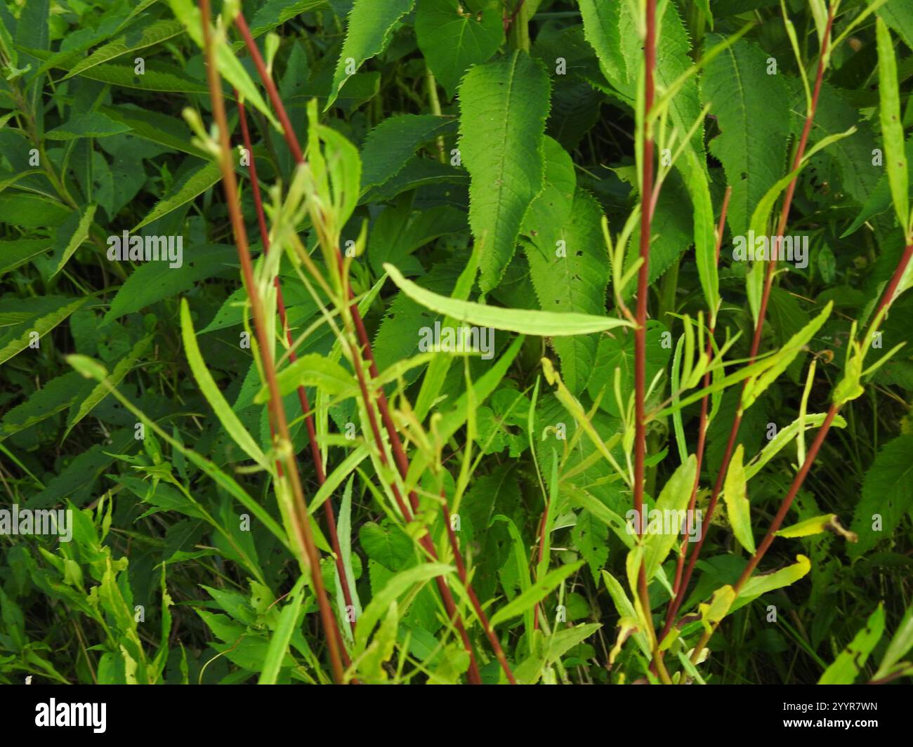 interior sandbar willow (Salix interior Stock Photo - Alamy