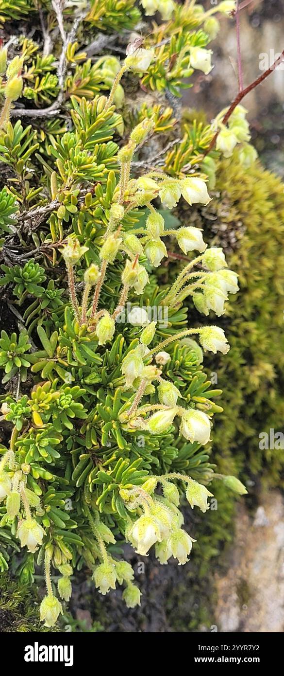 Yellow Mountain-heath (Phyllodoce glanduliflora Stock Photo - Alamy