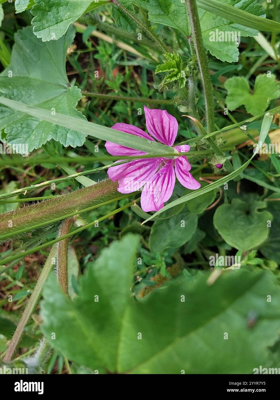 Common Mallow (Malva sylvestris Stock Photo - Alamy