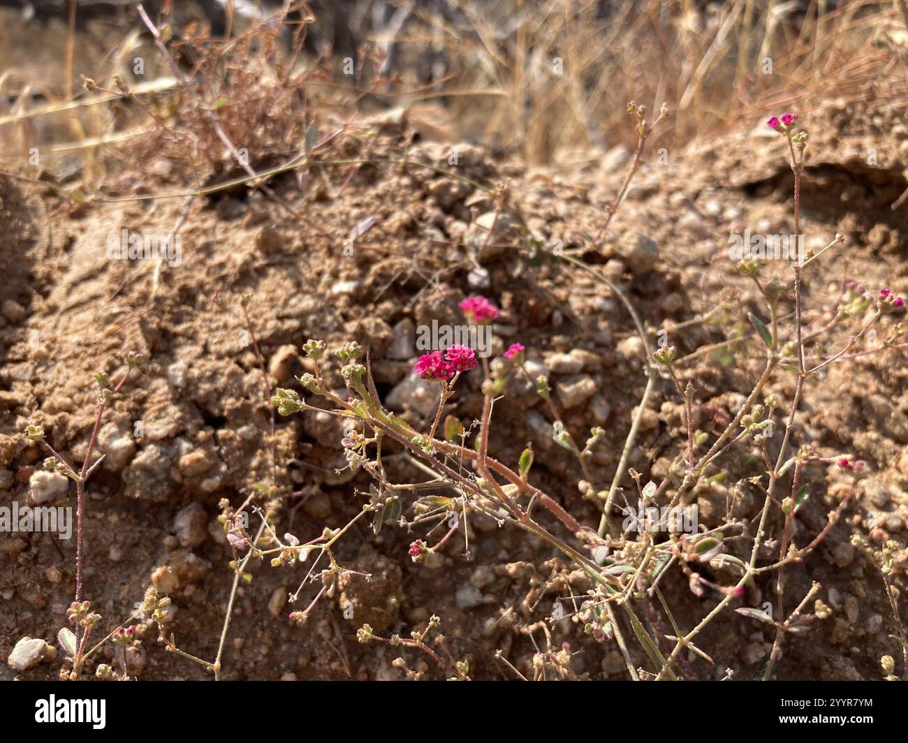 scarlet spiderling (Boerhavia coccinea Stock Photo - Alamy