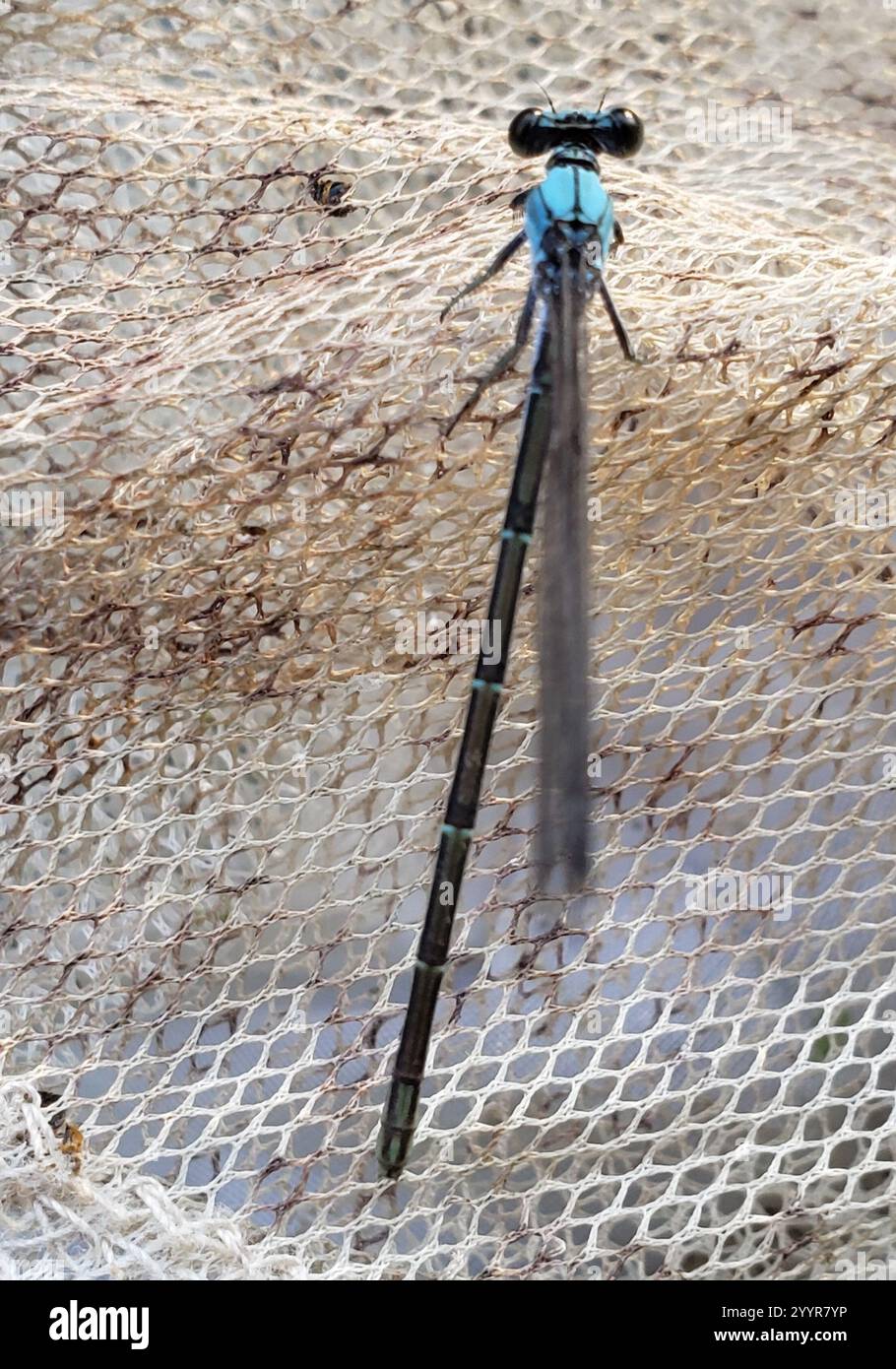 Powdered Dancer (Argia moesta Stock Photo - Alamy