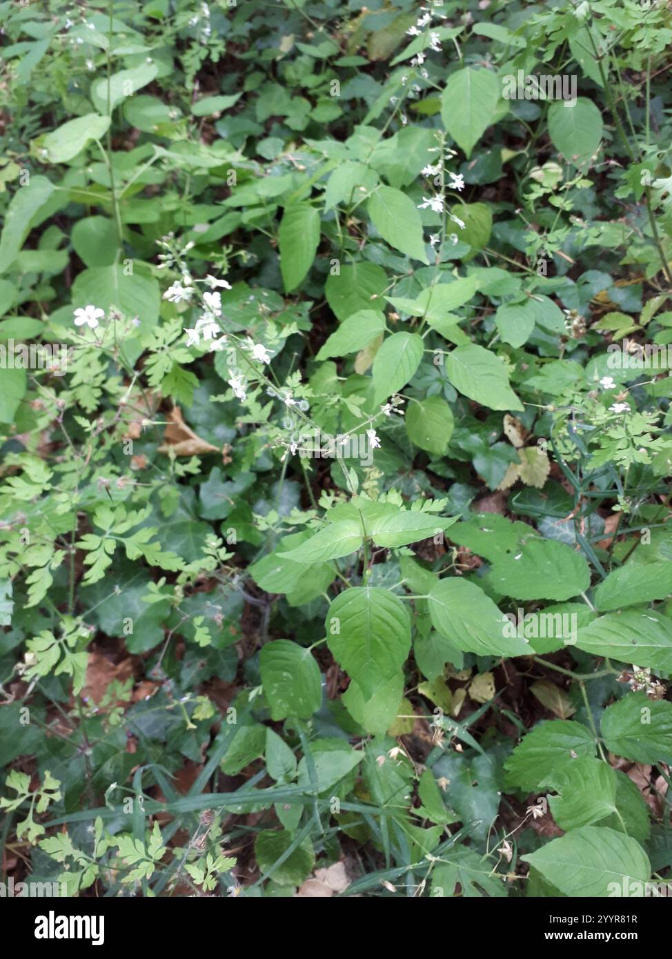 enchanter's-nightshade (Circaea lutetiana Stock Photo - Alamy