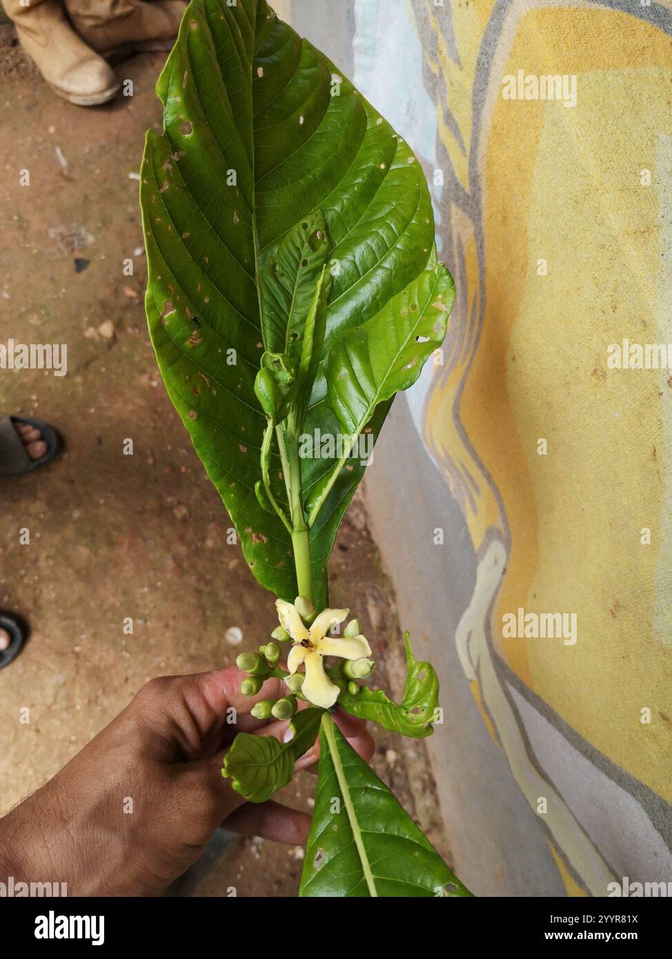 Genipap Tree (Genipa americana Stock Photo - Alamy