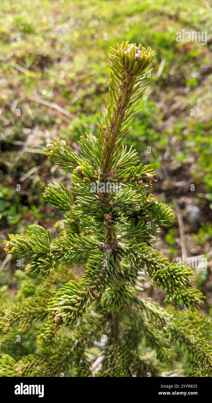 subalpine fir (Abies lasiocarpa Stock Photo - Alamy