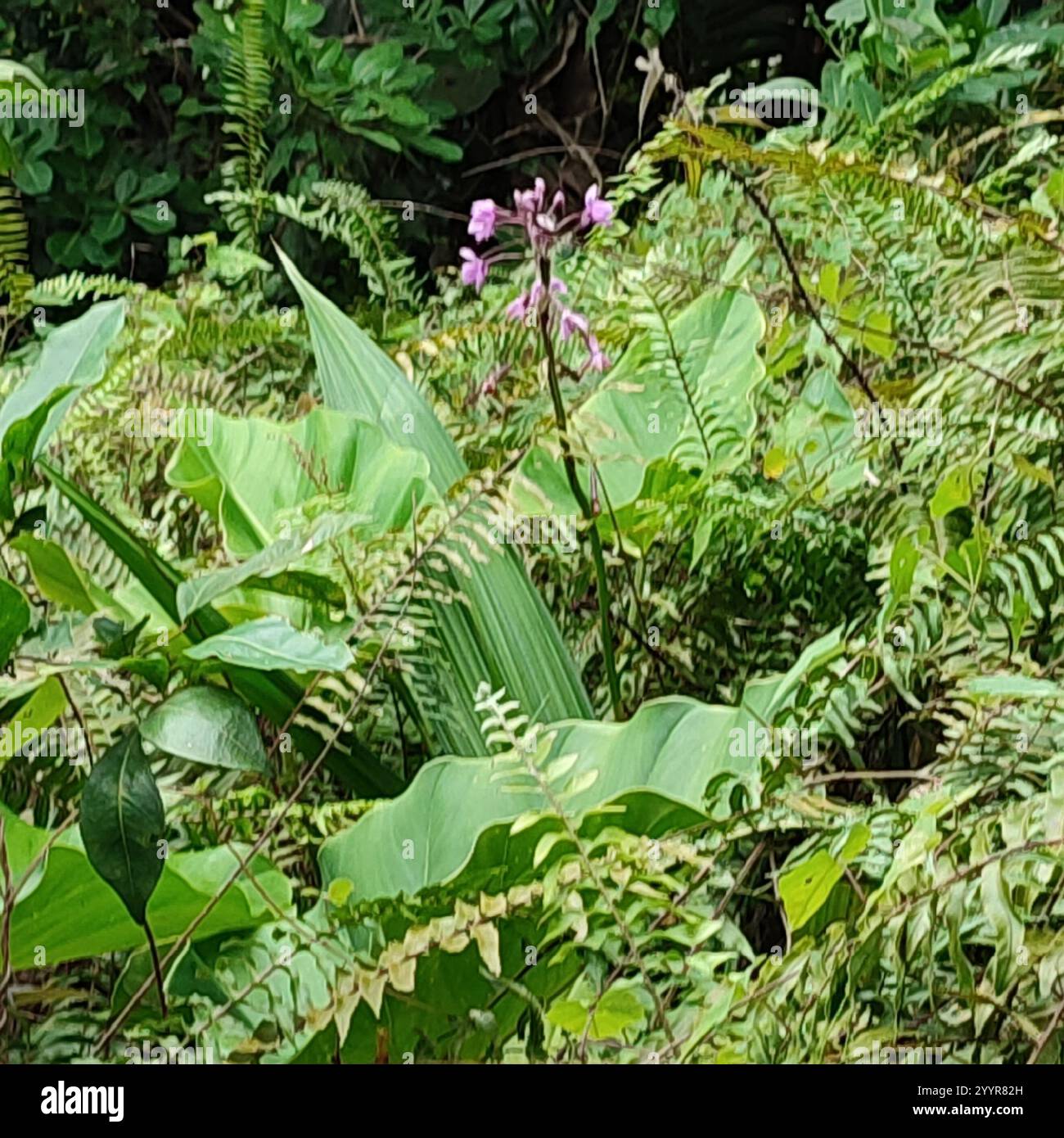 Philippine Ground Orchid (Spathoglottis plicata Stock Photo - Alamy