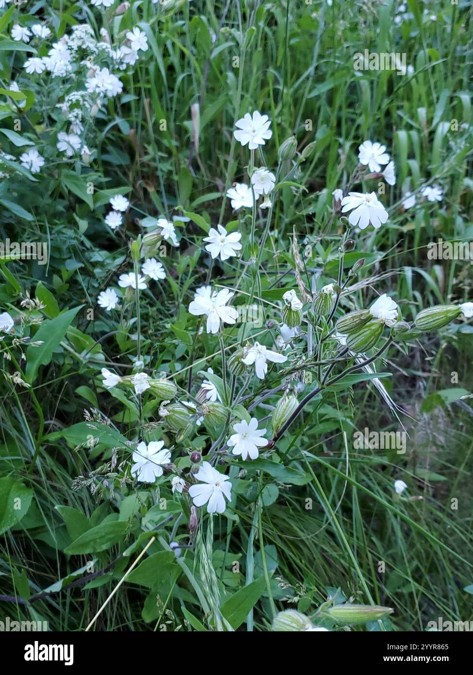 white campion (Silene latifolia Stock Photo - Alamy