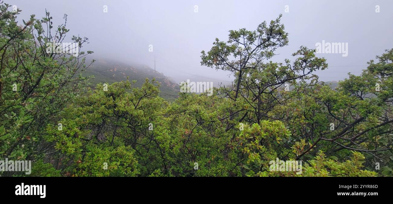 California scrub oak (Quercus berberidifolia Stock Photo - Alamy